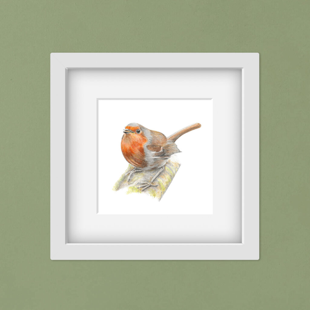 Robin Square Print: Bird Illustration - Louise Green Animal Artist
